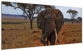 Obraz slona (100x40cm)