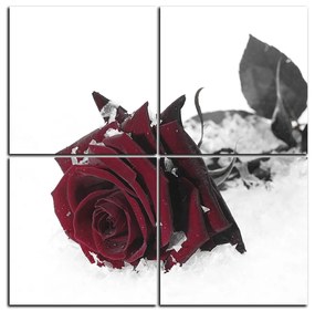 Obraz na plátně -  Růže na sněhu - čtverec 3103FD (60x60 cm)