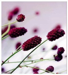 DIMEX | Vliesová fototapeta na zeď Fialová květina MS-3-0141 | 225 x 250 cm | fialová, zelená