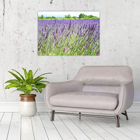 Skleněný obraz pole s levandulemi (70x50 cm)