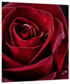 Obraz - Rudá růže (30x30 cm)