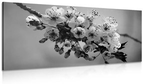 Obraz kvetoucí větvičku třešně v černobílém provedení Varianta: 100x50