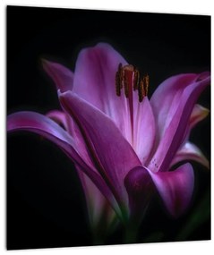 Obraz lilie (30x30 cm)