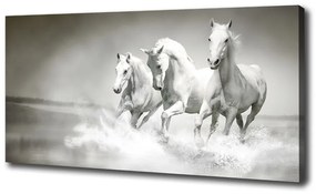 Wallmuralia Foto obraz canvas Bílí koně 100x50