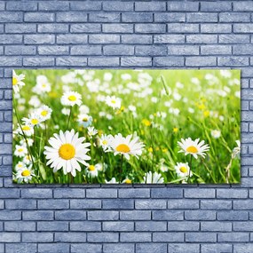akrylový obraz Sedmikráska Květ Rostlina 120x60 cm