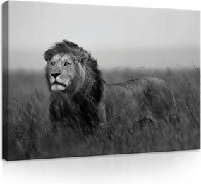 Obraz 70x50 Lev černobílý divoká příroda savana síla klid portrét