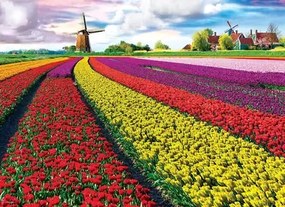 EUROGRAPHICS Puzzle Pole tulipánů / 1000 dílků / 67,63 x 48,89 cm