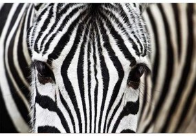 Vliesová fototapeta Zebra 375 x 250 cm + lepidlo zdarma / MS-5-0234 vliesové fototapety na zeď DIMEX