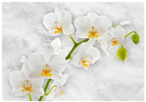 Fototapeta - Lyrical orchid - White