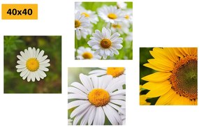 Set obrazů luční květiny