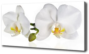 Wallmuralia Foto obraz na plátně Orchidej 100x50