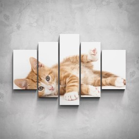 5-dílný obraz - Kotě - PopyDesign