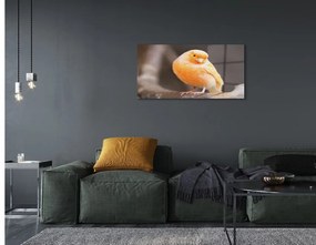 Obraz na skle větev papoušek 100x50 cm