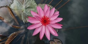 Obraz očarující lotosový květ Varianta: 100x50