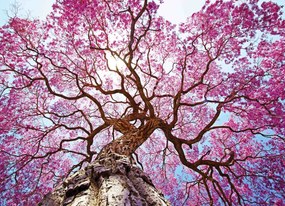 Malvis ® Tapeta Rozkvetlý strom s růžovými květy Vel. (šířka x výška): 216 x 140 cm