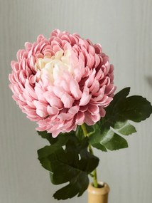 Sinsay - Dekorační rostlina – chryzantéma - růžová