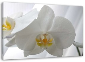 Gario Obraz na plátně Bílé orchideje se žlutým středem Rozměry: 60 x 40 cm