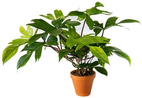 Pokojová rostlina Philodendron Florida Ghost, průměr 15 cm
