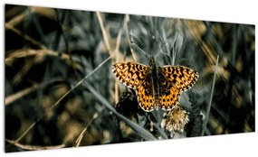 Obraz motýla (100x40cm)