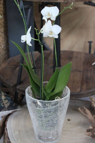Průhledný skleněný květináč na orchideji 16cm