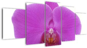 Orchidej - obraz