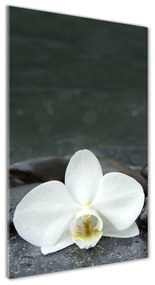 Wallmuralia Vertikální Fotoobraz na skle Orchidej kameny 50x100