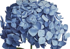 Obrázek modrá hortenzie A4 (210 x 297 mm): A4