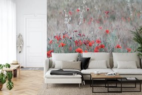 Fototapeta Poppy Field Hladký vinyl 254x184