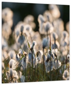 Obraz - Bílý suchopýr (30x30 cm)