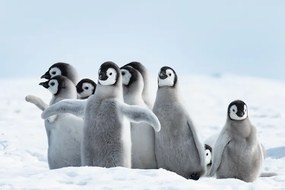 Plakát, Obraz - Penguins - Family