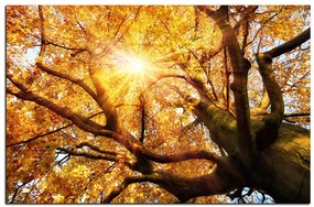 Obraz na plátně - Slunce přes větve stromu 1240A (100x70 cm)