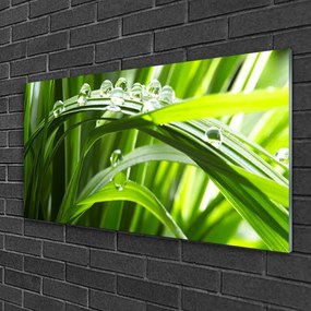 Obraz na skle Tráva Voda Kapky Příroda 140x70 cm