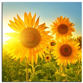 Obraz na plátně - Slunečnice v létě - čtverec 3145A (80x80 cm)