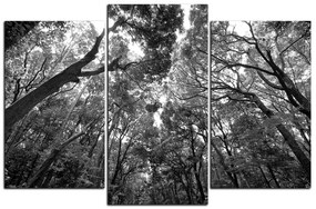 Obraz na plátně - Zelené stromy v lese 1194QC (135x90 cm)