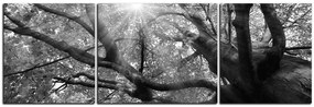 Obraz na plátně - Slunce přes větve stromu - panoráma 5240QC (90x30 cm)