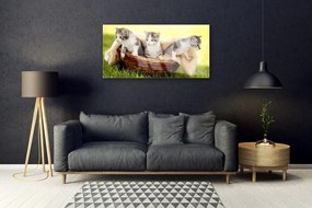 akrylový obraz Kočky Zvířata 100x50 cm