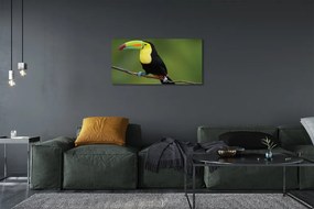 Obrazy na plátně Barevné papoušek na větvi 140x70 cm