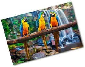 Wallmuralia Kuchyňská deska skleněná Papoušci na větvi 80x52 cm