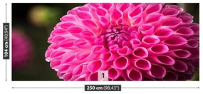 Fototapeta Dahlia Pink 104x70