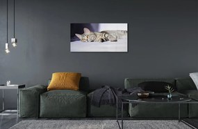 Obraz na skle ležící kočka 120x60 cm