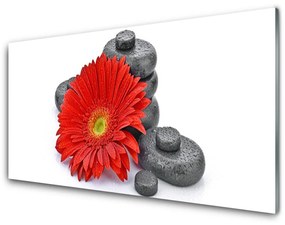 Obraz na skle Květiny Gerbery Kameny Zen 120x60 cm