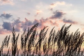 Fototapeta tráva při zapadajícím slunci - 300x200 cm