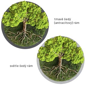 WOODILO Mechový kulatý obraz 320 | kombinace mechů | Strom života s kořeny Barva rámu: Černá, Průměr obrazu: ø 30 cm