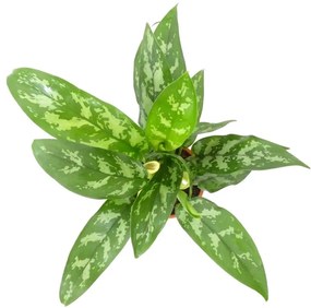 Pokojová rostlina Aglaonema Maria, průměr 12-14 cm