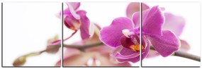 Obraz na plátně - Orchidej květ izolována na bílém pozadí - panoráma 5222C (150x50 cm)