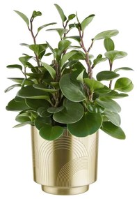 Butlers PLANTA Květináč vyrývaný 18 cm - zlatá