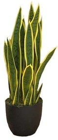 Hrnková rostlina - SANSEVIERIA
LAURENTII S