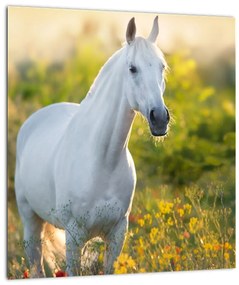 Obraz bílého koně na louce (30x30 cm)