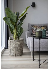House Nordic Banánová palma