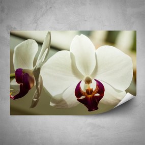 Plakát - Bílo fialová orchidej (60x40 cm) - PopyDesign